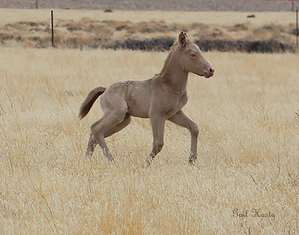 Wild Horses | Stampede Photography