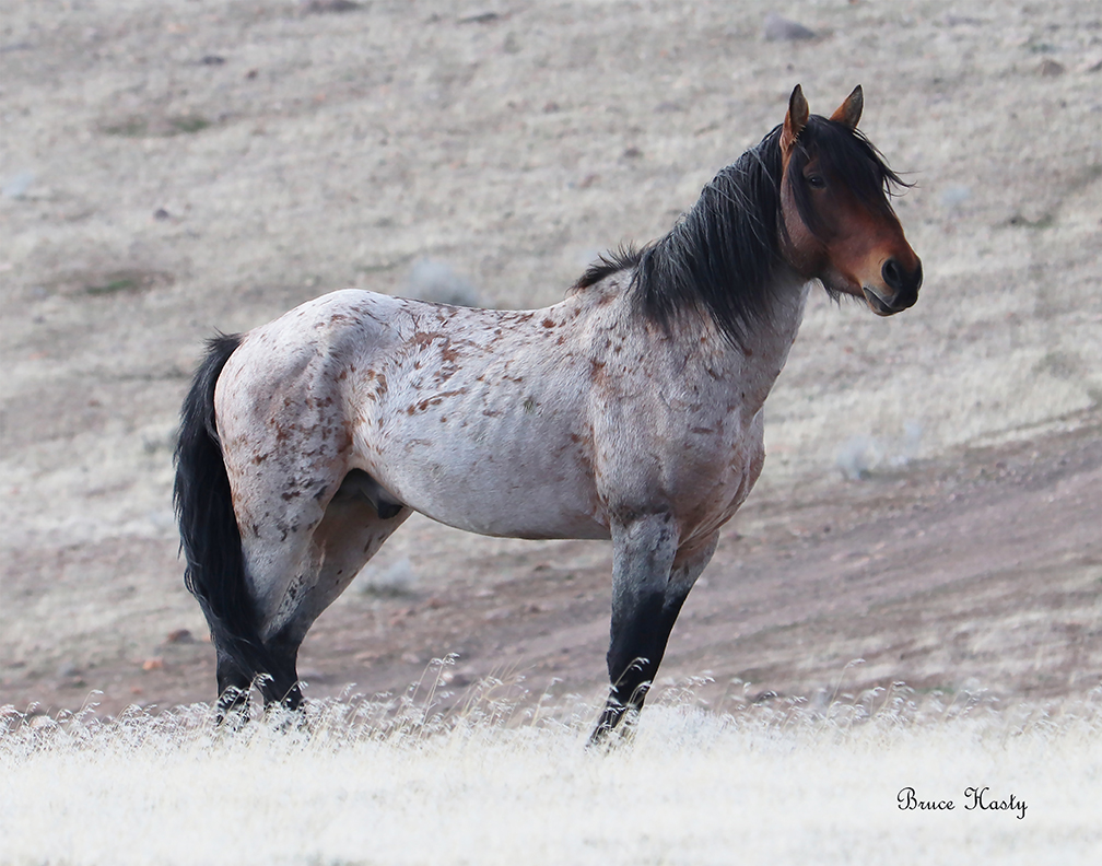 Wild Horses | Stampede Photography
