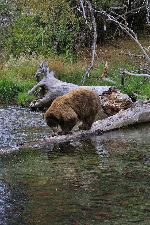 Bear On A Log | Stampede Photography