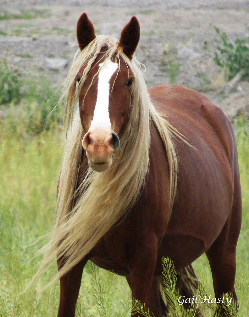 Beautiful Mane | Stampede Photography